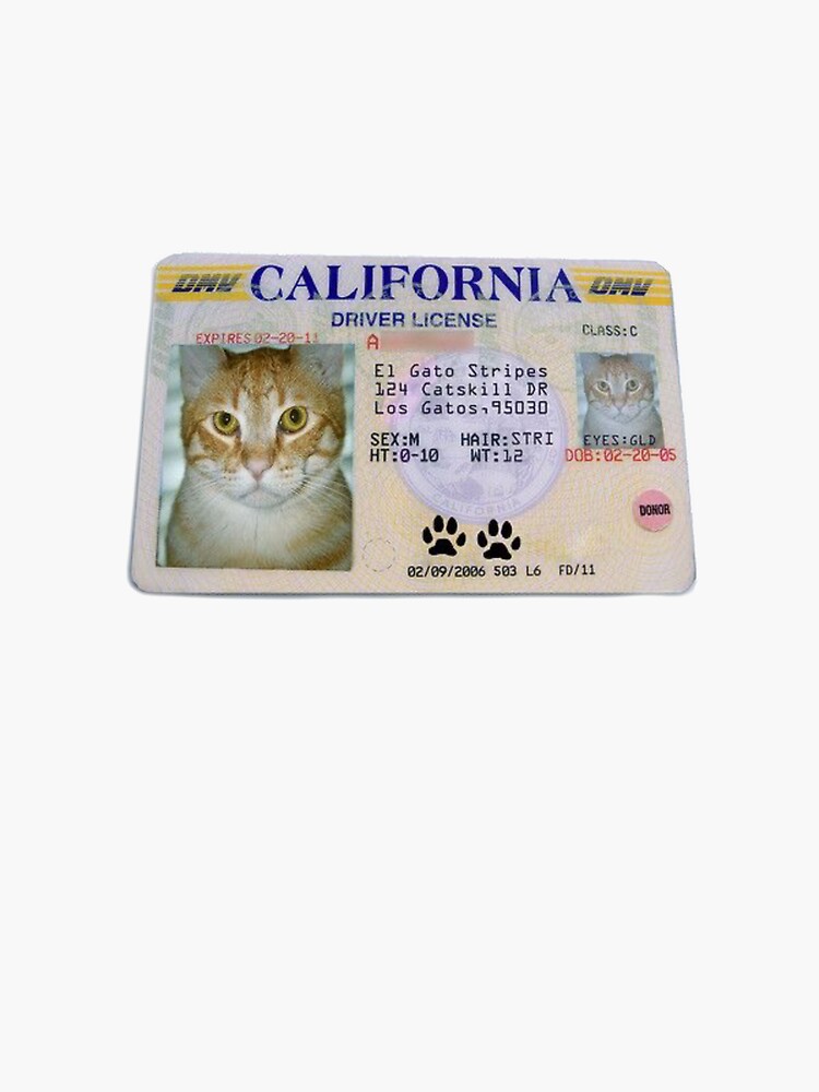 "Funny cat driving license meme" Sticker for Sale by ElixerStudios ...