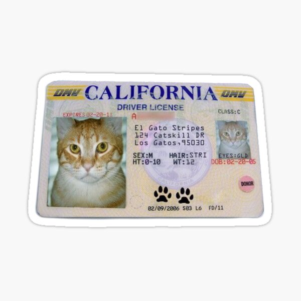 "Funny cat driving license meme" Sticker for Sale by ElixerStudios ...