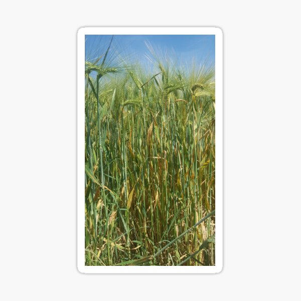 "Crop" Sticker for Sale by LadyPochoir | Redbubble