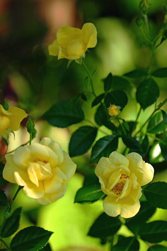 "Yellow Carpet Rose" by Debbie Oppermann | Redbubble