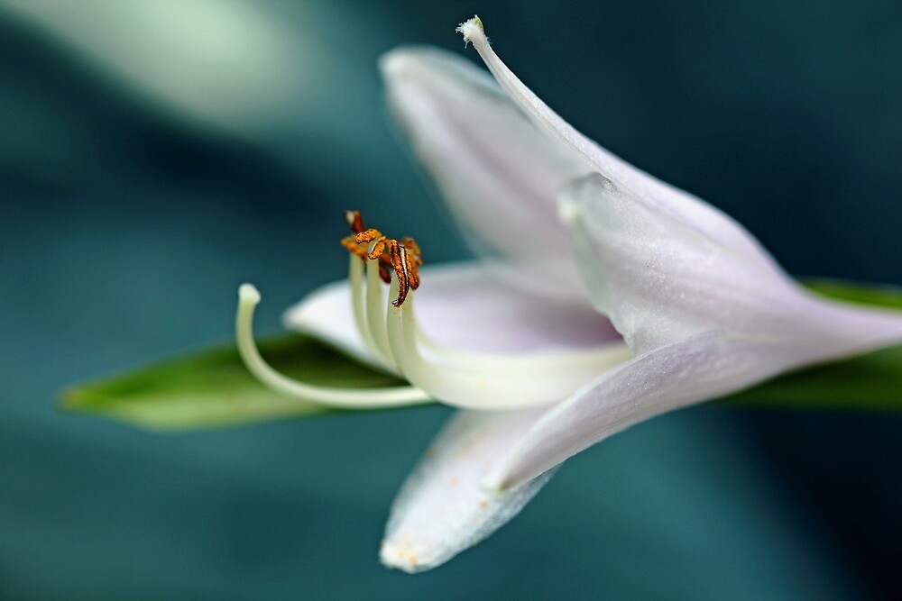 "Hosta Bloom" by Debbie Oppermann | Redbubble