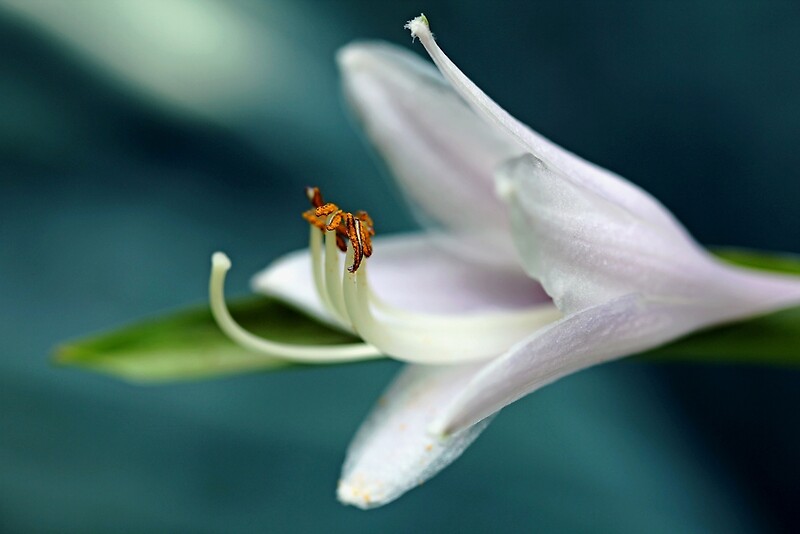 "Hosta Bloom" by Debbie Oppermann | Redbubble