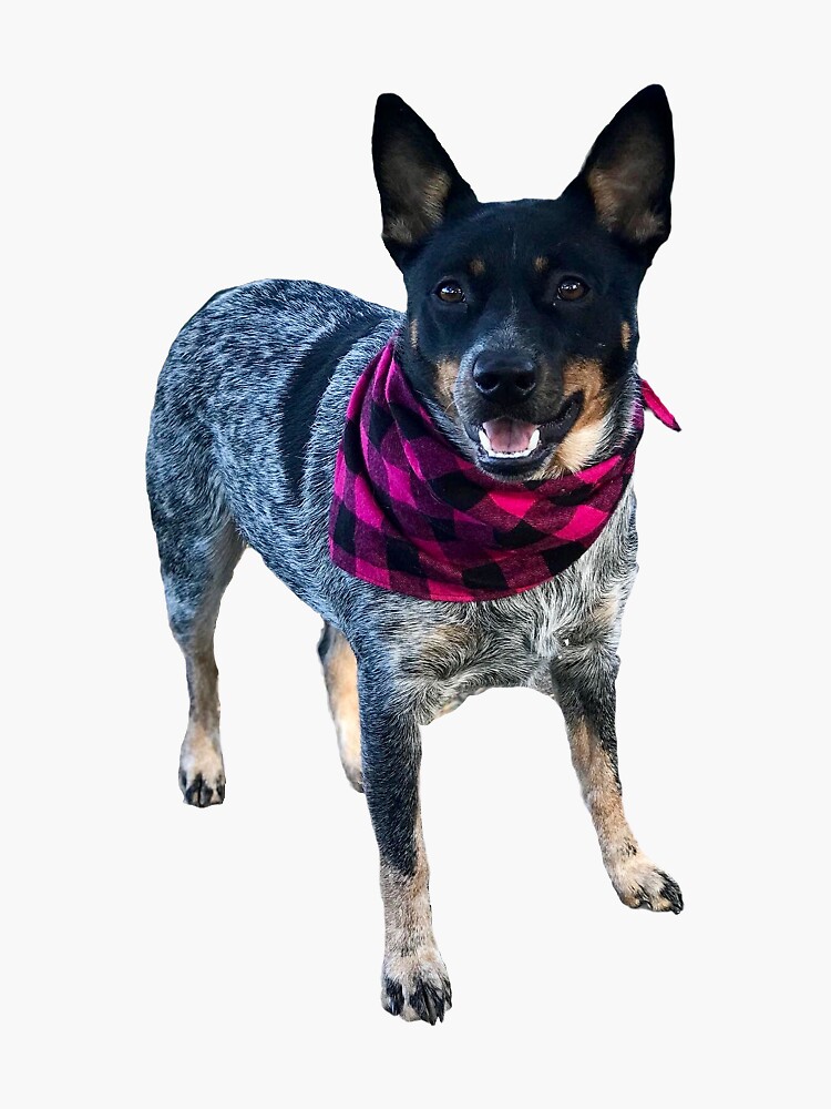 "Beautiful blue heeler acd" Sticker for Sale by TexasTwists | Redbubble
