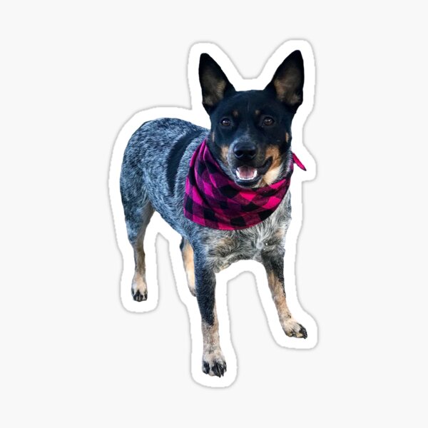 "Beautiful blue heeler acd" Sticker for Sale by TexasTwists | Redbubble