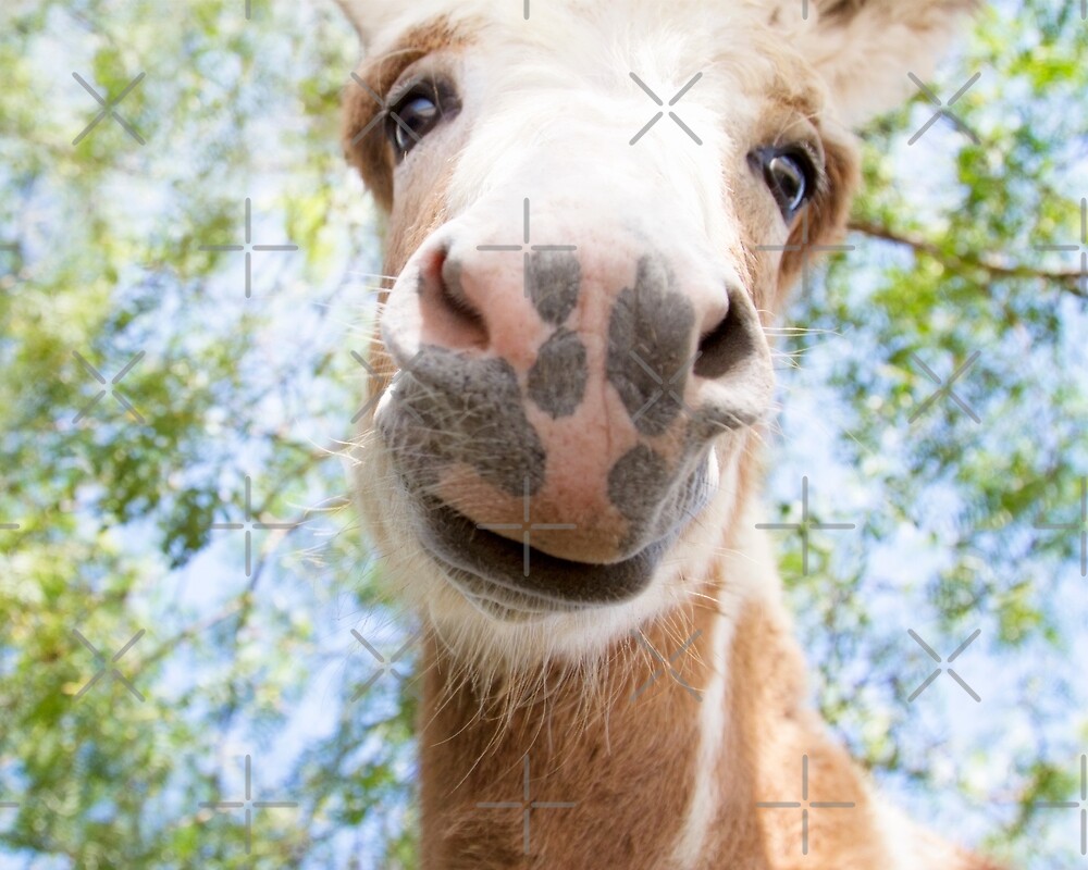 "Pinto Donkey Smiles" by Kristi Johnson | Redbubble