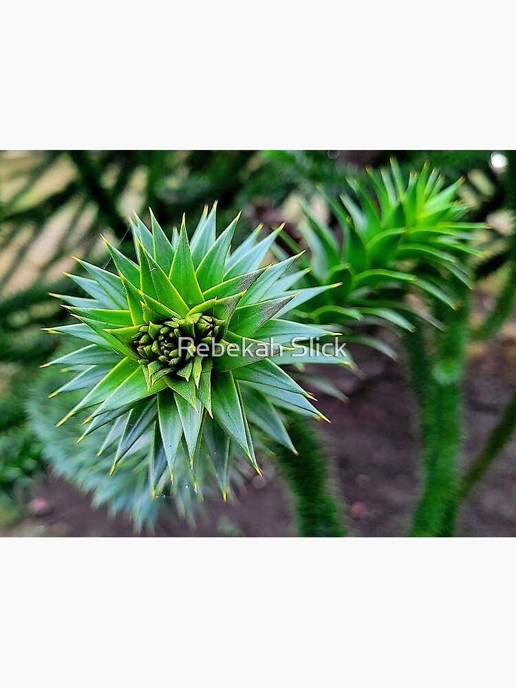 "Monkey Puzzle Tree Branch" Sticker for Sale by Rebekah-Slick | Redbubble