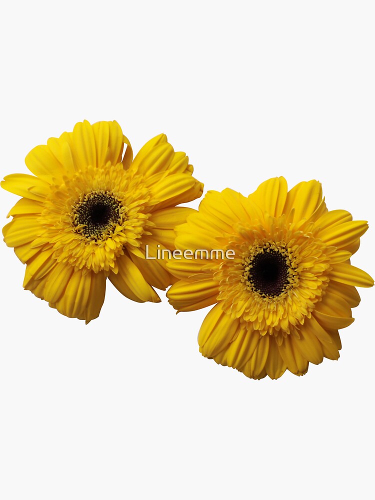 "Yellow Daisies" Sticker for Sale by Lineemme | Redbubble