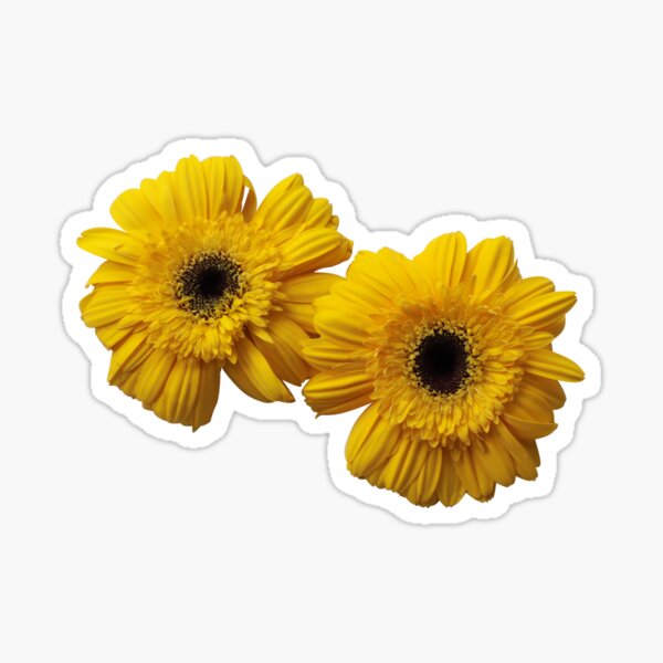 "Yellow Daisies" Sticker for Sale by Lineemme | Redbubble