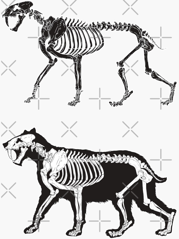 "Big Cat Skeletons, Saber Toothed Tigers " Sticker for Sale by ...