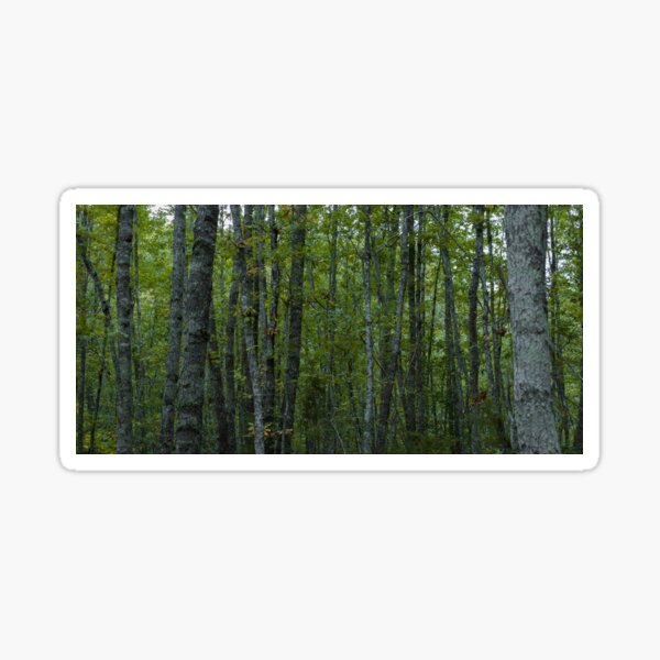 "Forest" Sticker for Sale by maryaliceart | Redbubble