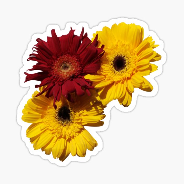 "Yellow and red Daisies" Sticker for Sale by Lineemme | Redbubble