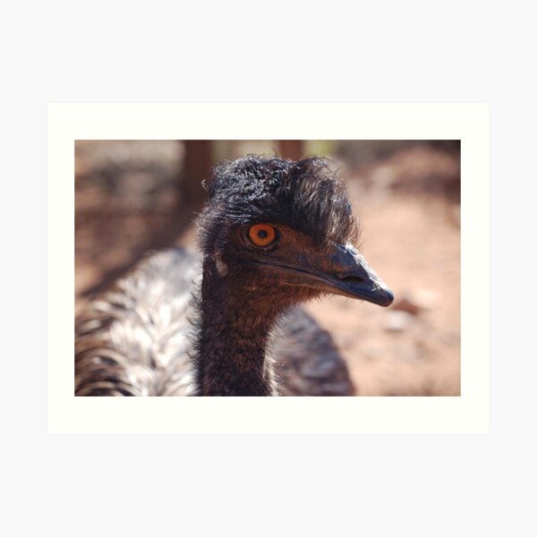 Old Man Emu Gifts & Merchandise | Redbubble