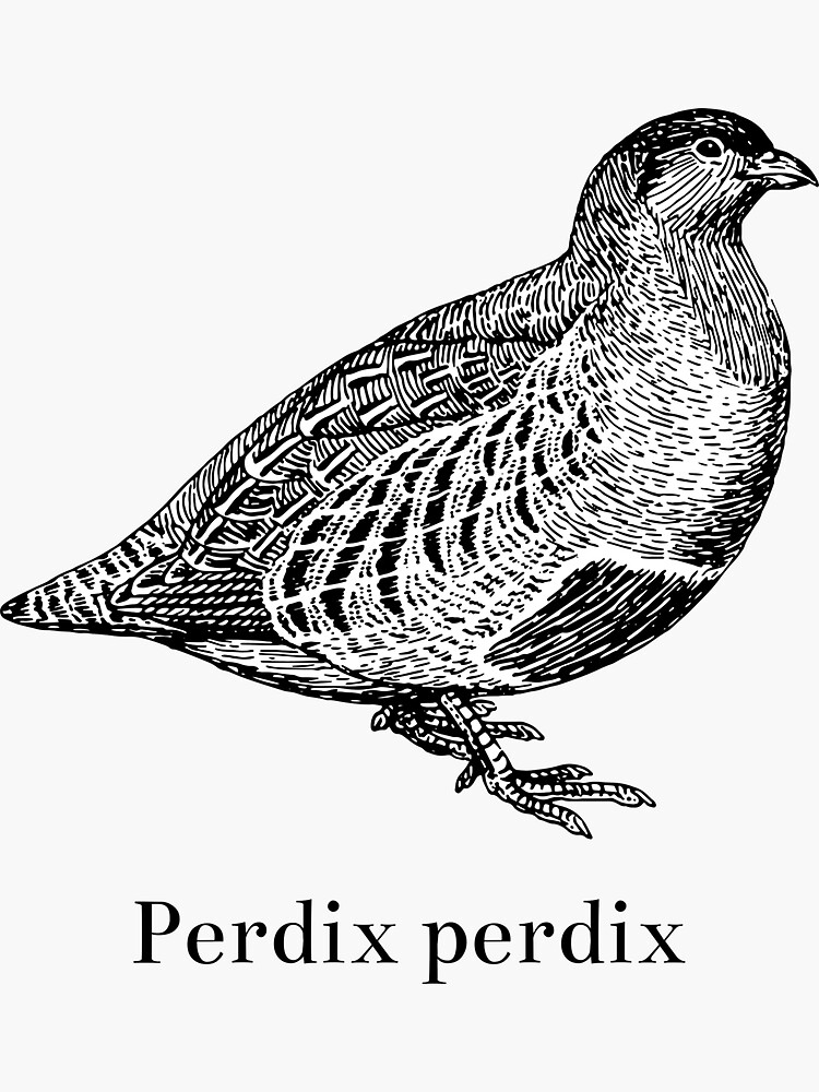 "Partridge - Perdix perdix" Sticker for Sale by freekZOID | Redbubble