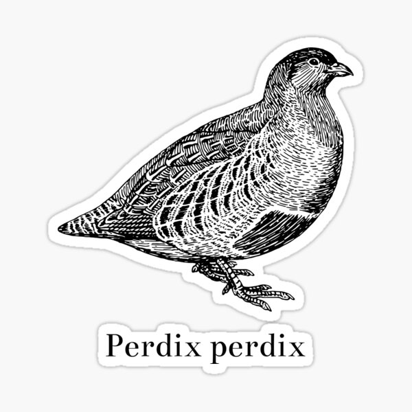 "Partridge - Perdix perdix" Sticker for Sale by freekZOID | Redbubble
