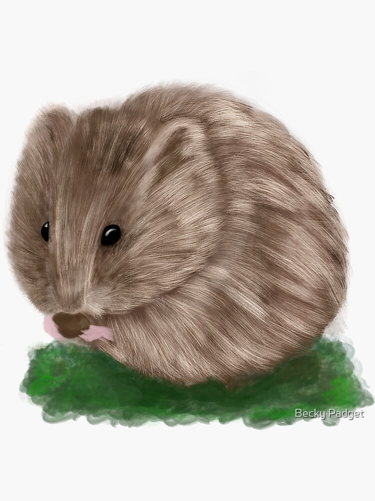 "Field voles" Sticker for Sale by meowsaidwhale | Redbubble