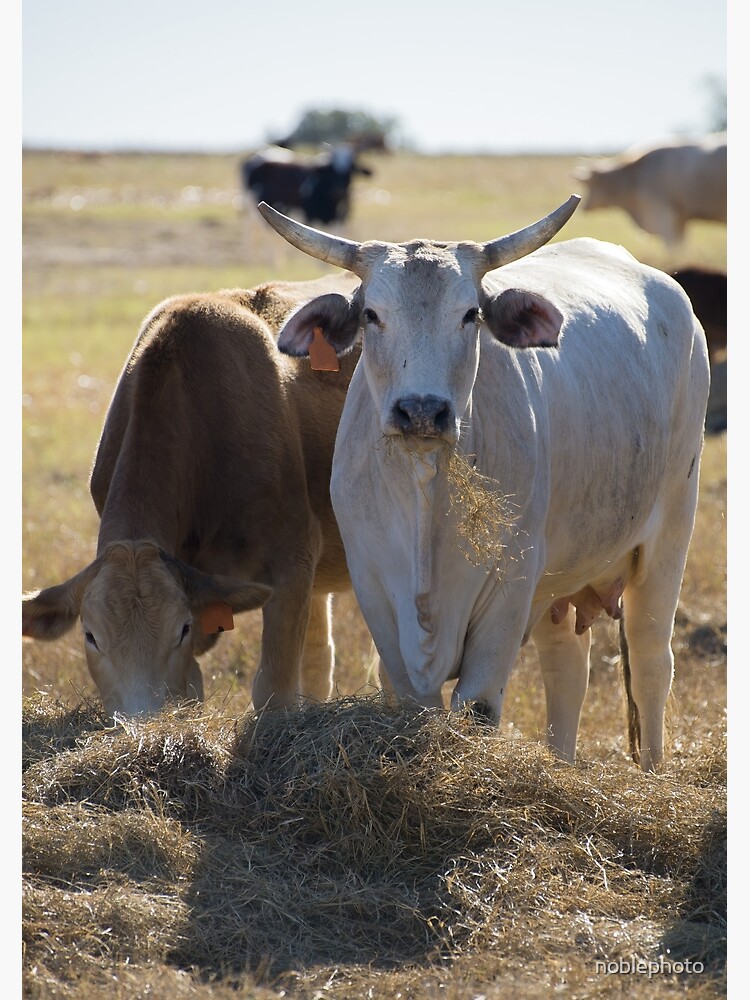 "Heifers got horns too" Poster for Sale by noblephoto | Redbubble