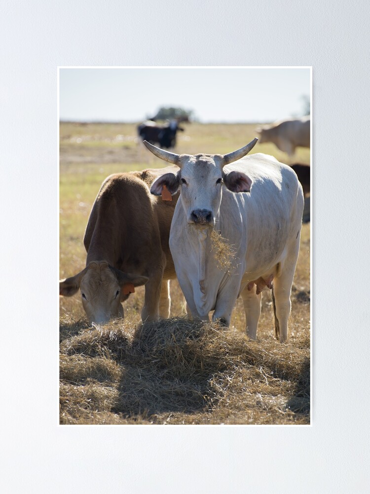 "Heifers got horns too" Poster for Sale by noblephoto | Redbubble