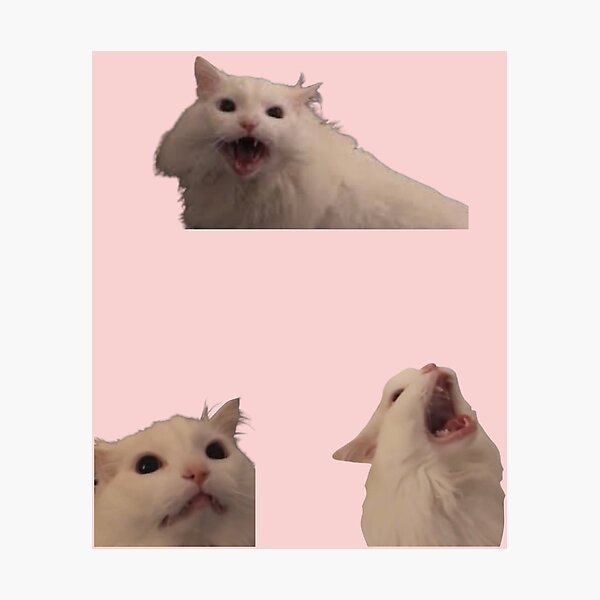 "Sticker Set screaming Cat Meme Pack" Photographic Print for Sale by ...