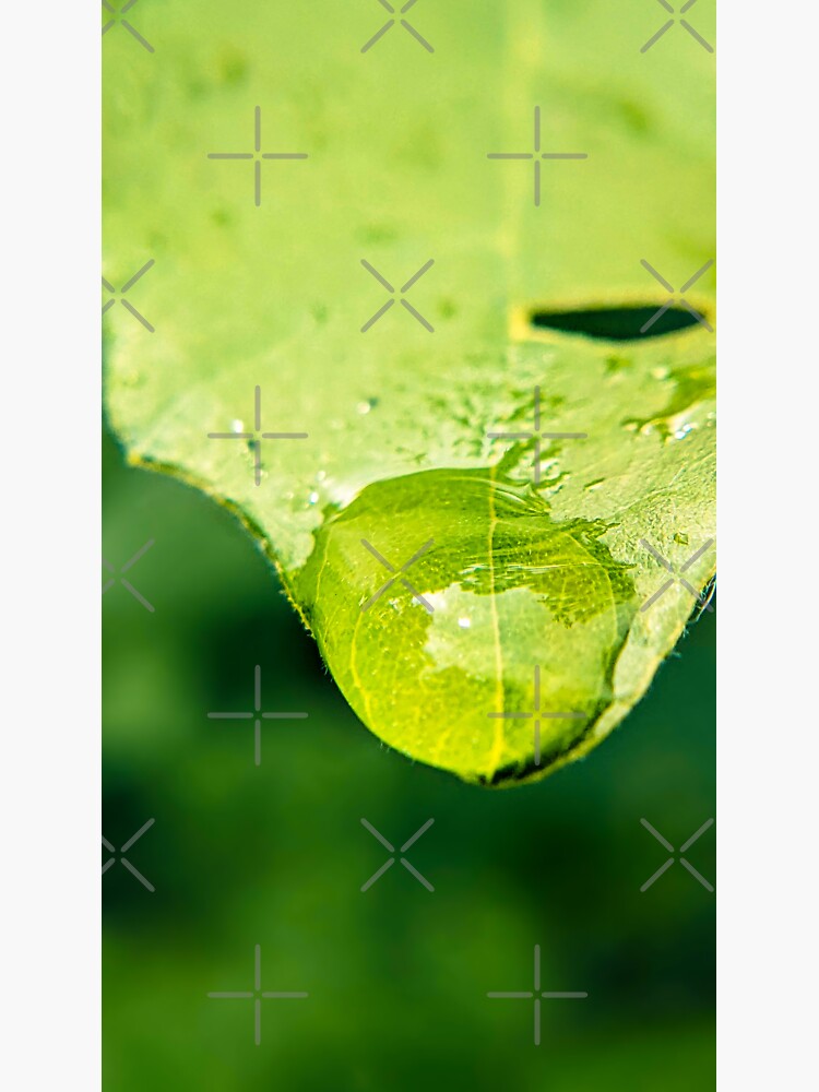 "Water Drop on a Leaf Tip" Sticker for Sale by YzHmDesign | Redbubble
