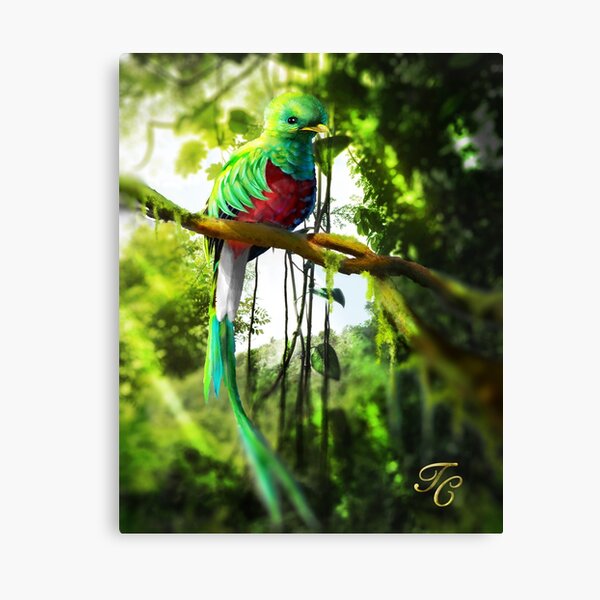 "Quetzal" Canvas Print for Sale by TRIllustrates | Redbubble