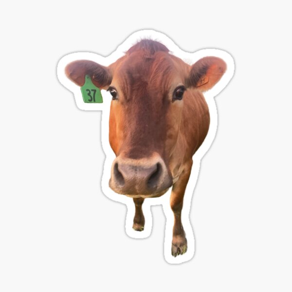 "COW" Sticker for Sale by ChiefOP | Redbubble