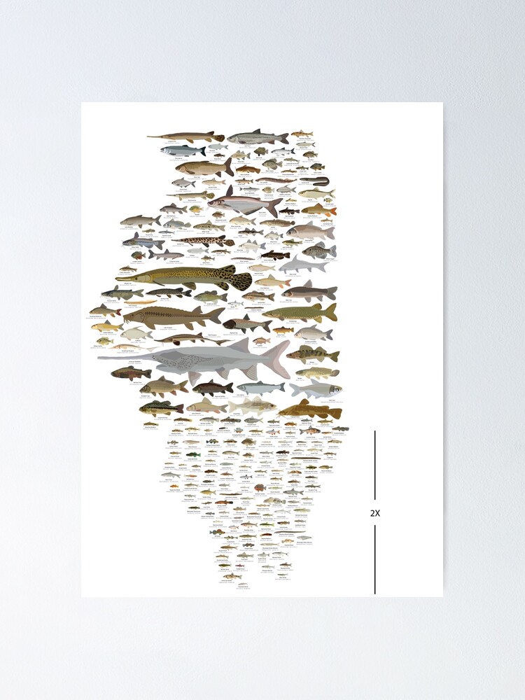 "Illinois Fish Species Poster" Poster for Sale by andybirkey | Redbubble