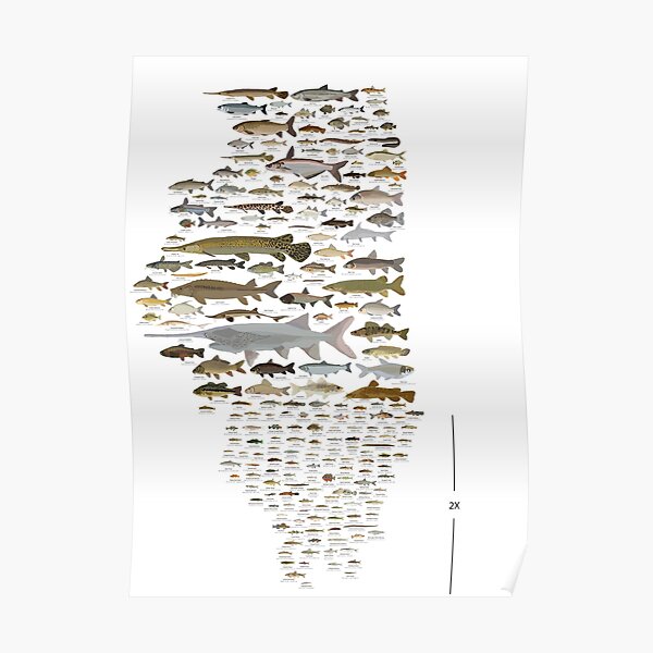 "Illinois Fish Species Poster" Poster for Sale by andybirkey | Redbubble