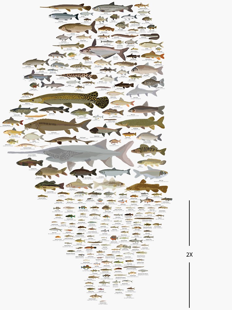 "Illinois Fish Species Poster" Sticker for Sale by andybirkey | Redbubble