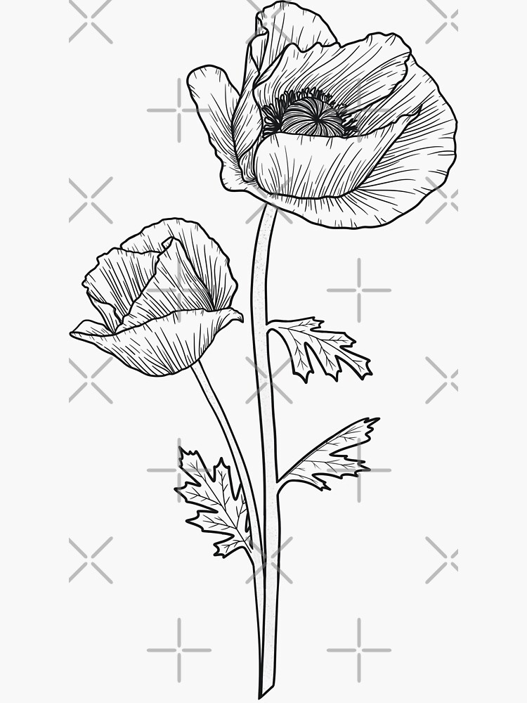 "Poppy Fine Line Drawing" Sticker for Sale by BluebellPainter | Redbubble
