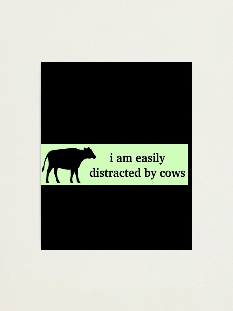 "I Am Easily Distracted By Cows Bumper Sticker Unhinged Humor Funny ...