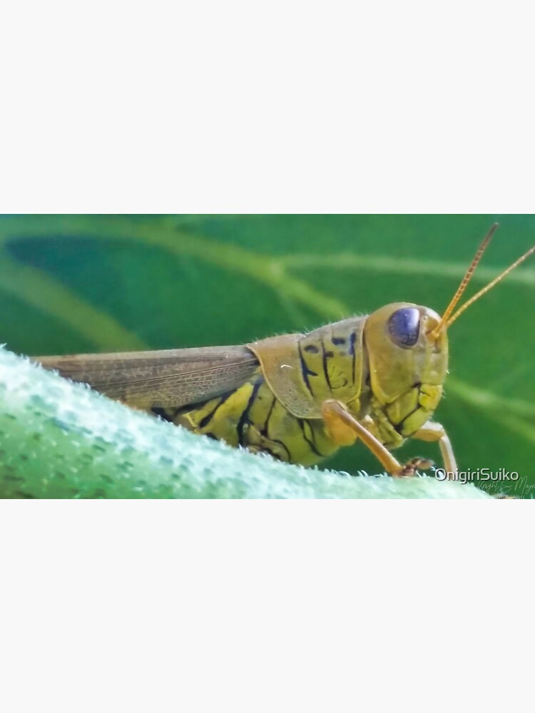 "Hopper" Sticker for Sale by OnigiriSuiko | Redbubble