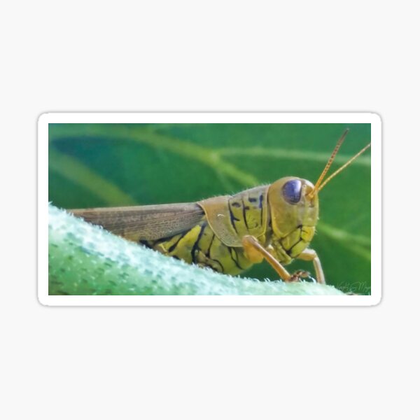 "Hopper" Sticker for Sale by OnigiriSuiko | Redbubble