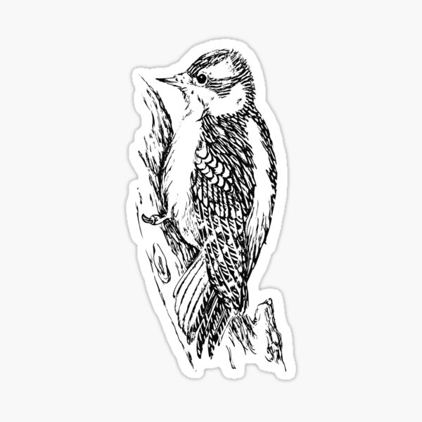 "Downy Woodpecker" Sticker for Sale by Sarah-Leonard | Redbubble