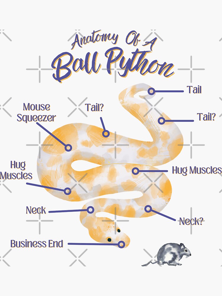 "Anatomy Of A Ball Python Snake, Reptile Lover Gifts, Herpetology ...