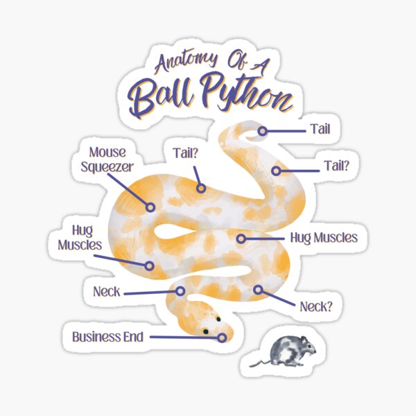 "Anatomy Of A Ball Python Snake, Reptile Lover Gifts, Herpetology ...