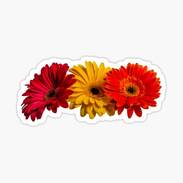 "Gerbera Daisy Flowers " Sticker for Sale by PitoFotos | Redbubble