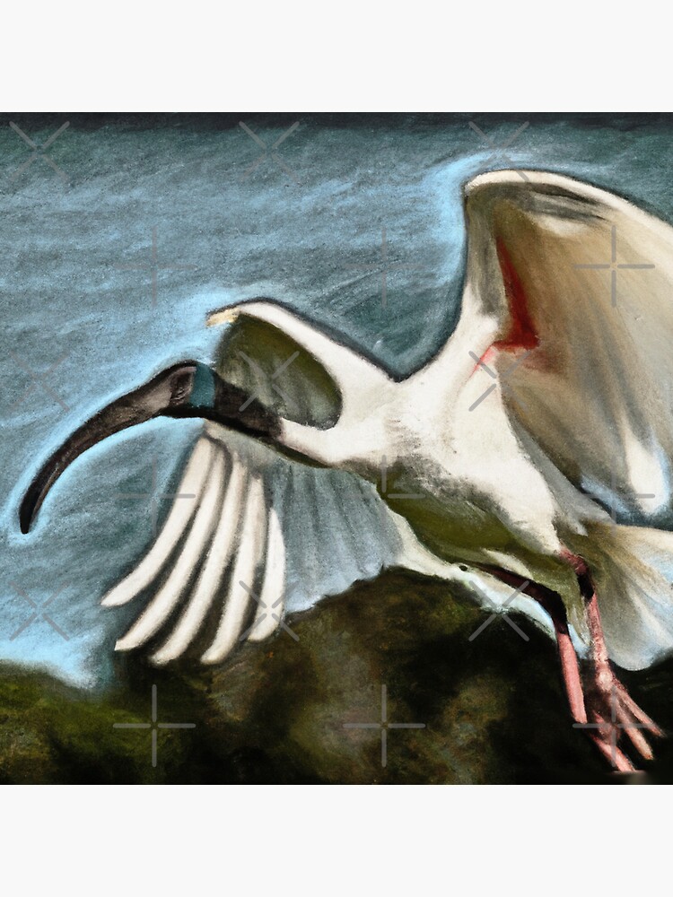 "IBIS water colour painting, Australian White Ibis, bin chicken, water ...