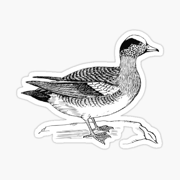 "Widgeon" Sticker for Sale by Sarah-Leonard | Redbubble