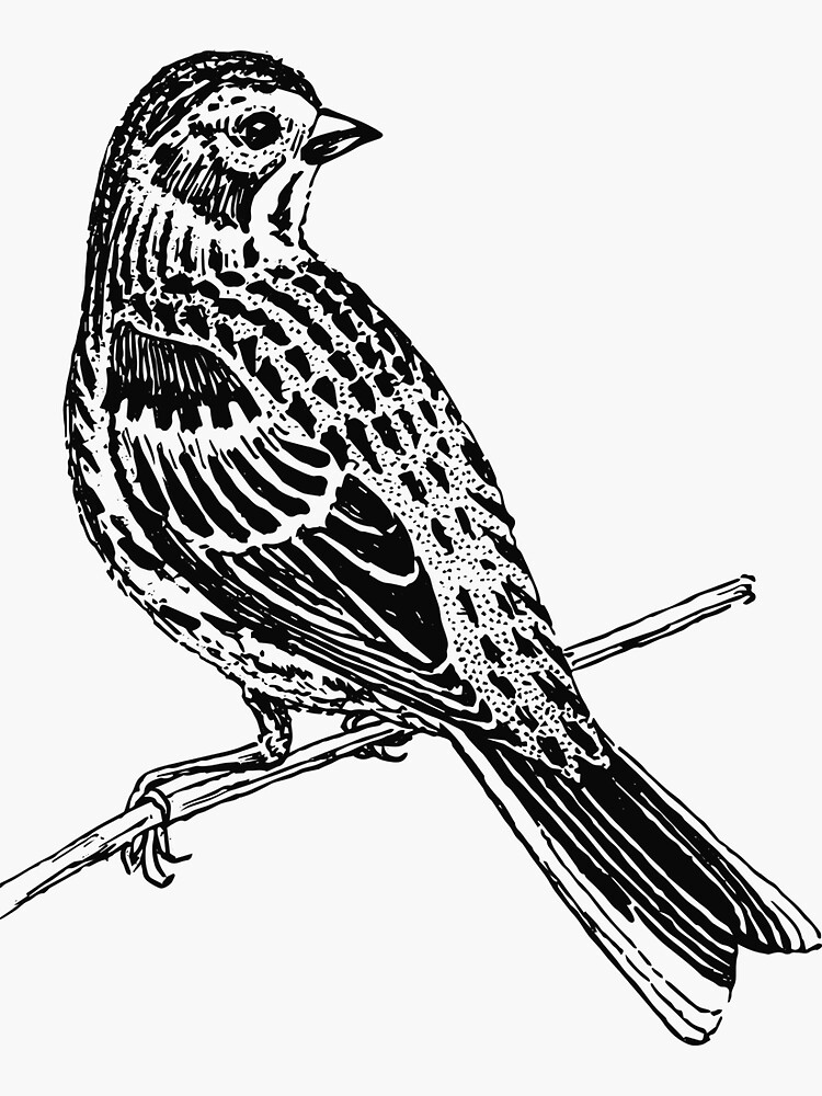 "Vesper Sparrow" Sticker for Sale by Sarah-Leonard | Redbubble