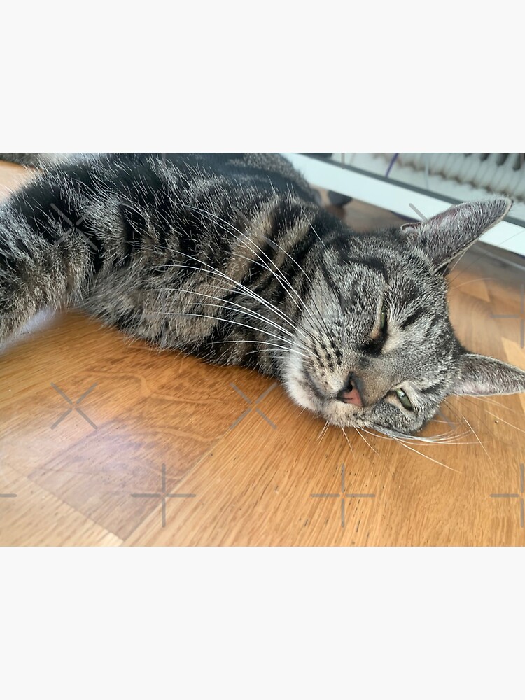 "cute sleeping cat" Sticker for Sale by Saskdesigner | Redbubble