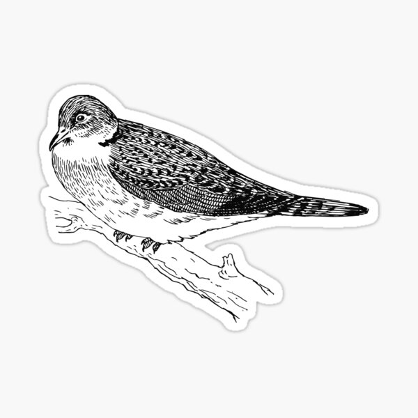 "Turtle Dove" Sticker for Sale by Sarah-Leonard | Redbubble