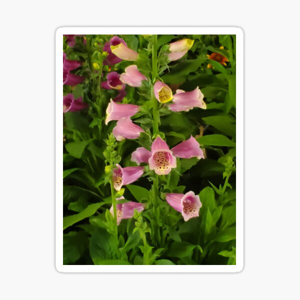 "pink snapdragons" Sticker for Sale by Nichole1k | Redbubble