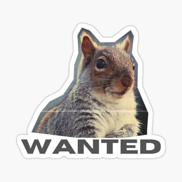 "Wanted Squirrel" Sticker for Sale by boomantique | Redbubble