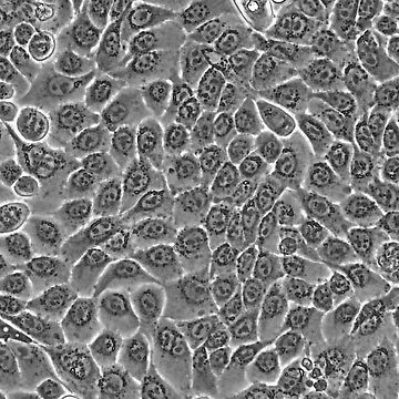 "Corneal epithelial cells" Sticker for Sale by Damien Harkin | Redbubble