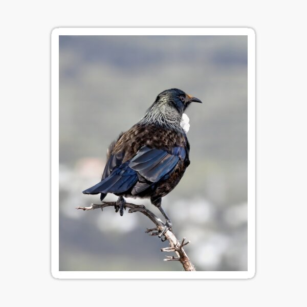 "Tui Bird" Sticker for Sale by JosetteHalls | Redbubble