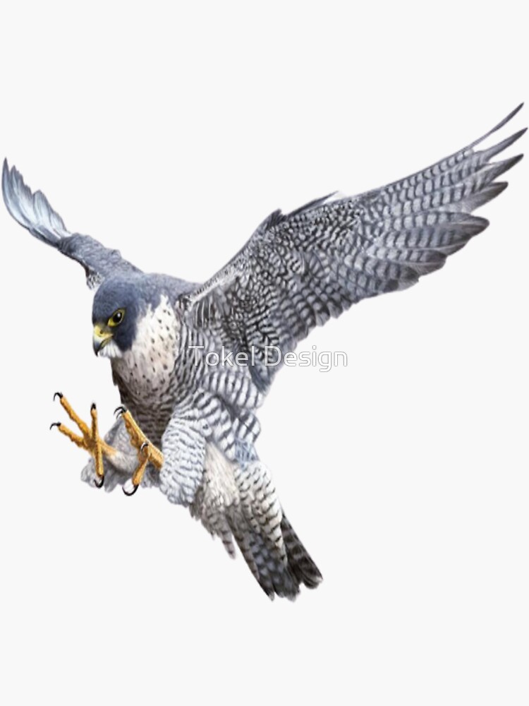 "Realistic peregrine falcon swoop landing attack " Sticker for Sale by ...
