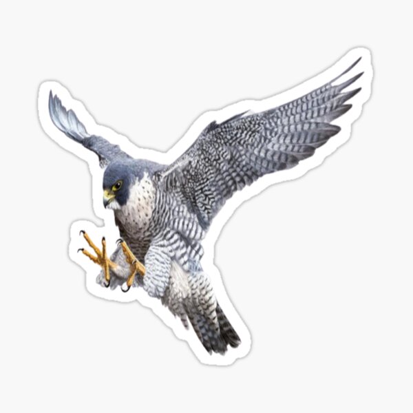 "Realistic peregrine falcon swoop landing attack " Sticker for Sale by ...
