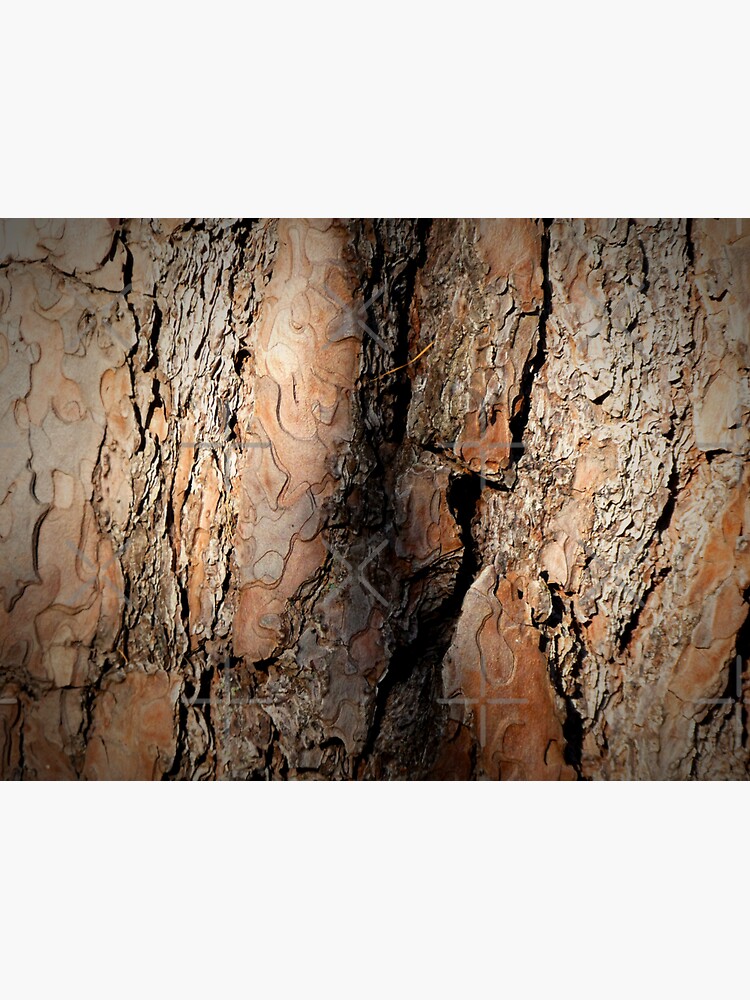 "Fir tree bark" Sticker for Sale by AdioraStore | Redbubble
