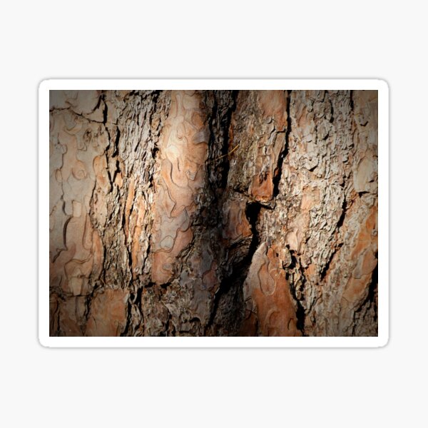 "Fir tree bark" Sticker for Sale by AdioraStore | Redbubble