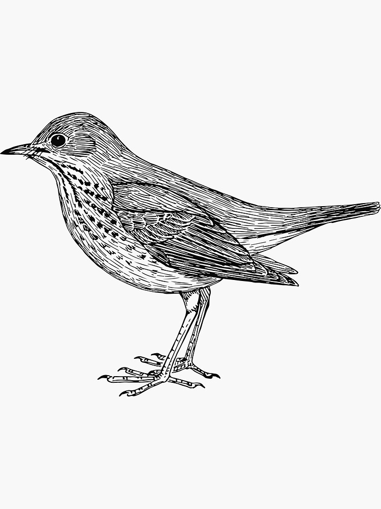 "Hermit Thrush" Sticker for Sale by Sarah-Leonard | Redbubble